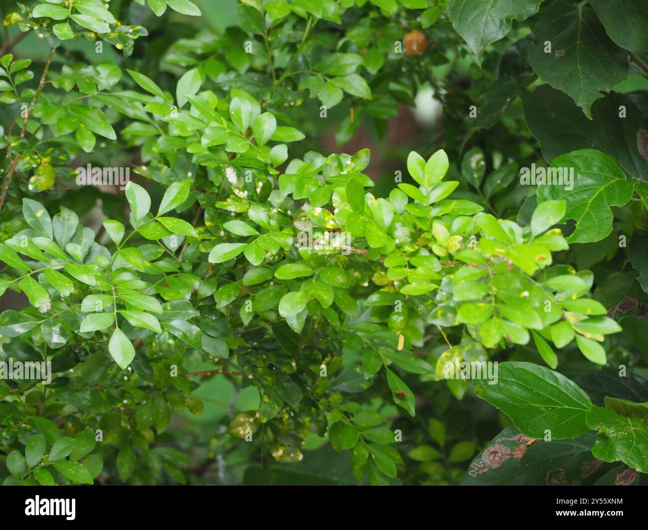 Orange Jasmine (Murraya paniculata) Plantae Stock Photo - Alamy