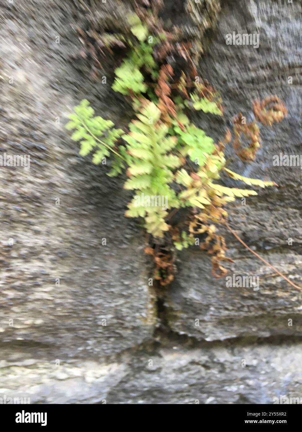 ferns (Polypodiopsida) Plantae Stock Photo - Alamy