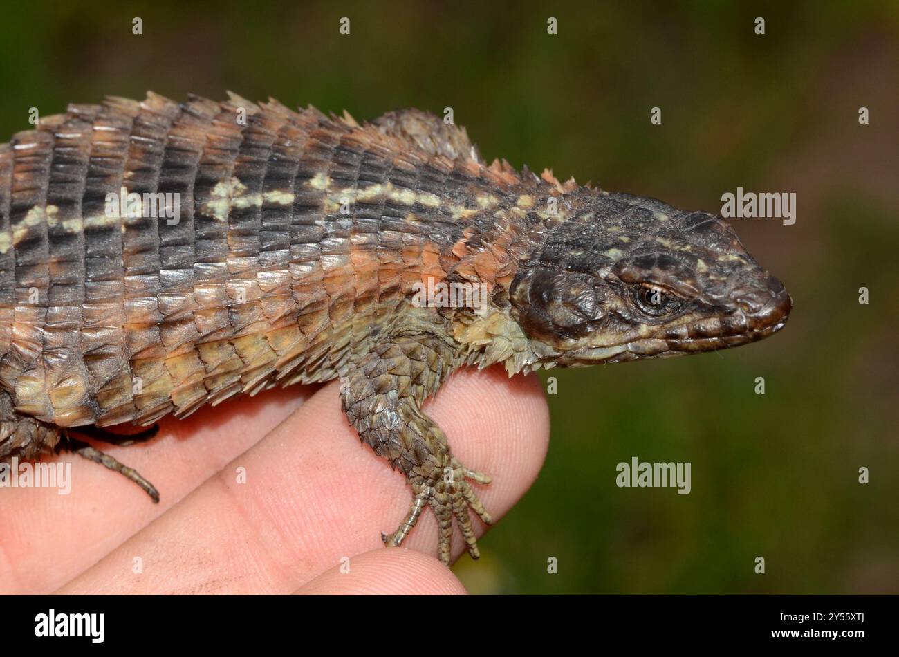 Cape Girdled Lizard (Cordylus cordylus) Reptilia Stock Photo - Alamy