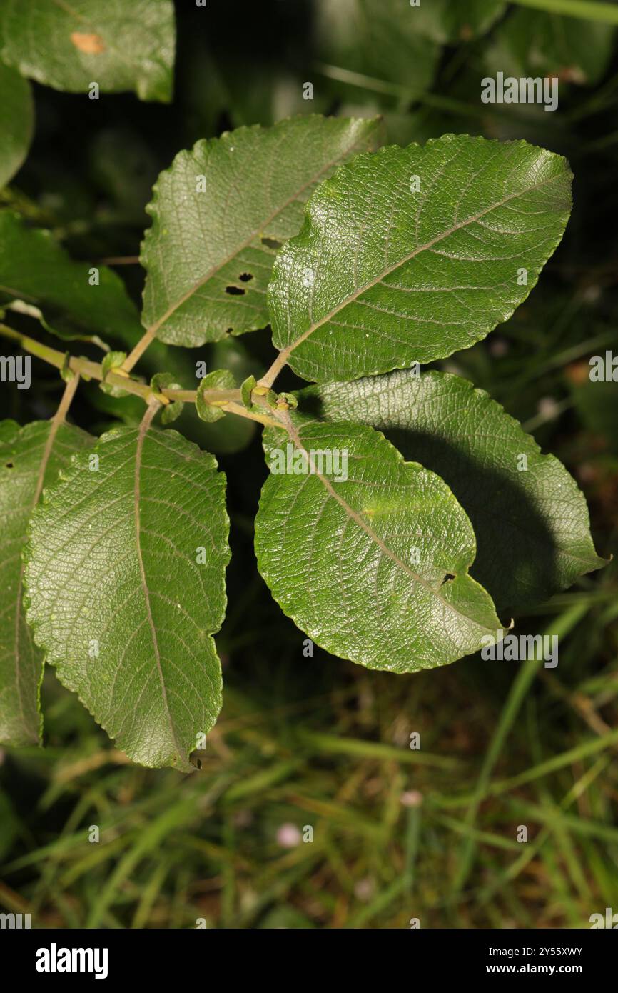 goat willow (Salix caprea) Plantae Stock Photo - Alamy