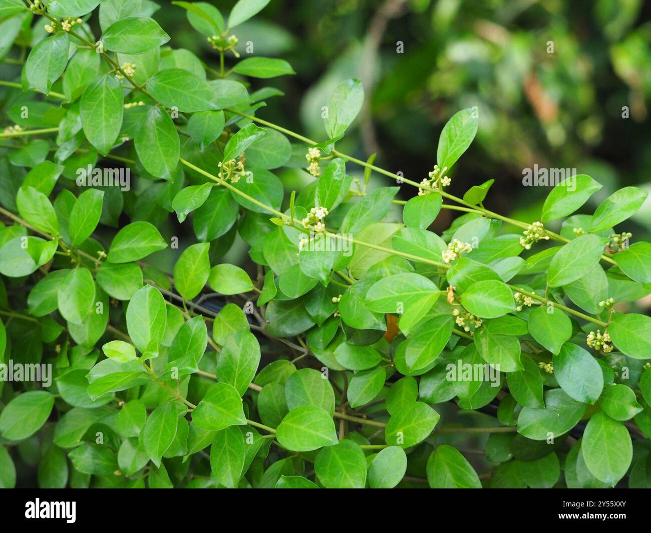Australian Cow-plant (Gymnema sylvestre) Plantae Stock Photo - Alamy
