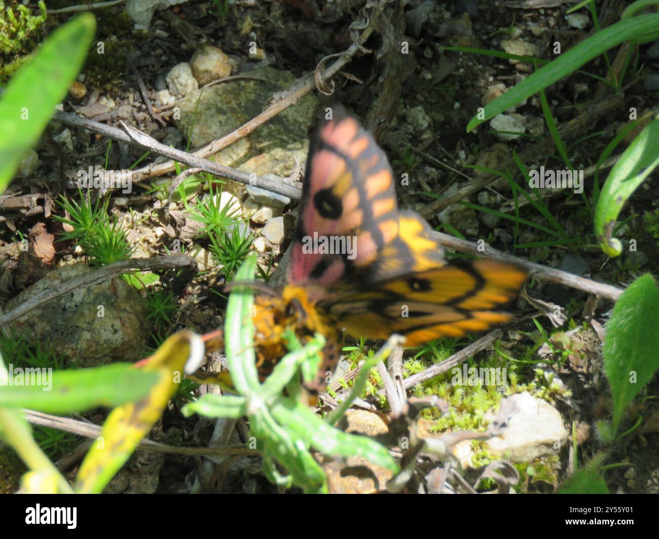 Western Sheep Moth (Hemileuca eglanterina) Insecta Stock Photo - Alamy