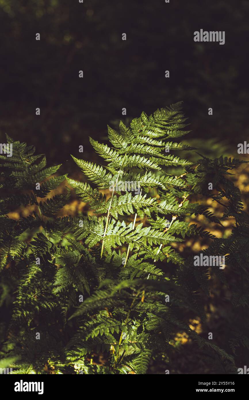 Sunlit forest floor in hi-res stock photography and images - Alamy