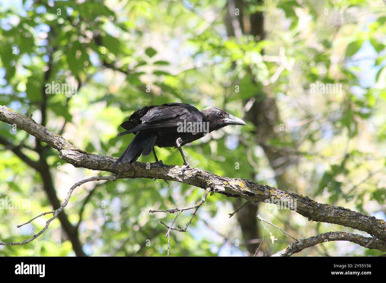 American Crow (Corvus brachyrhynchos) Aves Stock Photo - Alamy