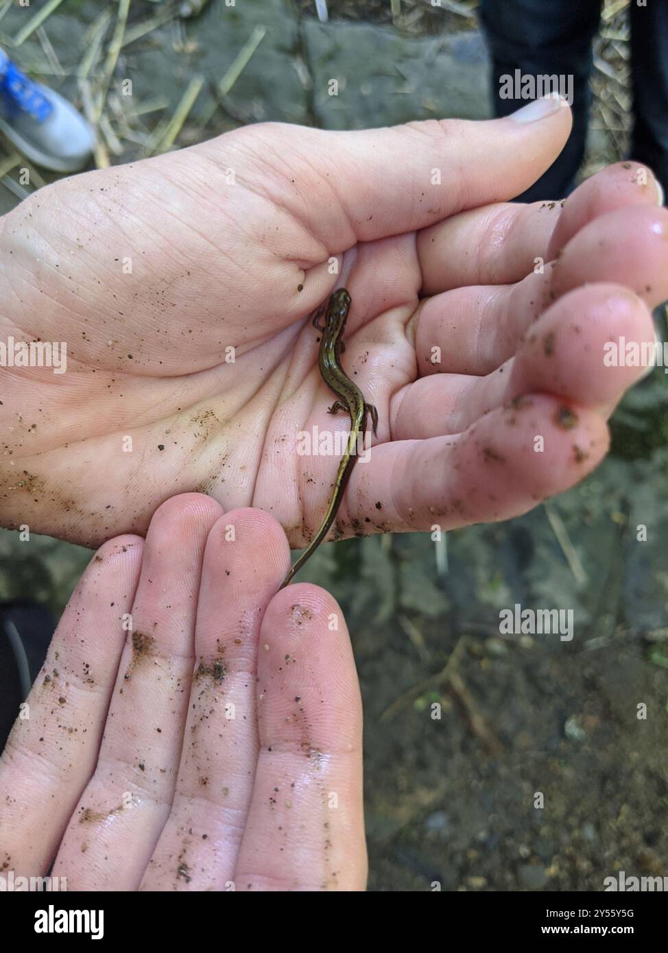 Northern Two-lined Salamander (Eurycea bislineata) Amphibia Stock Photo ...