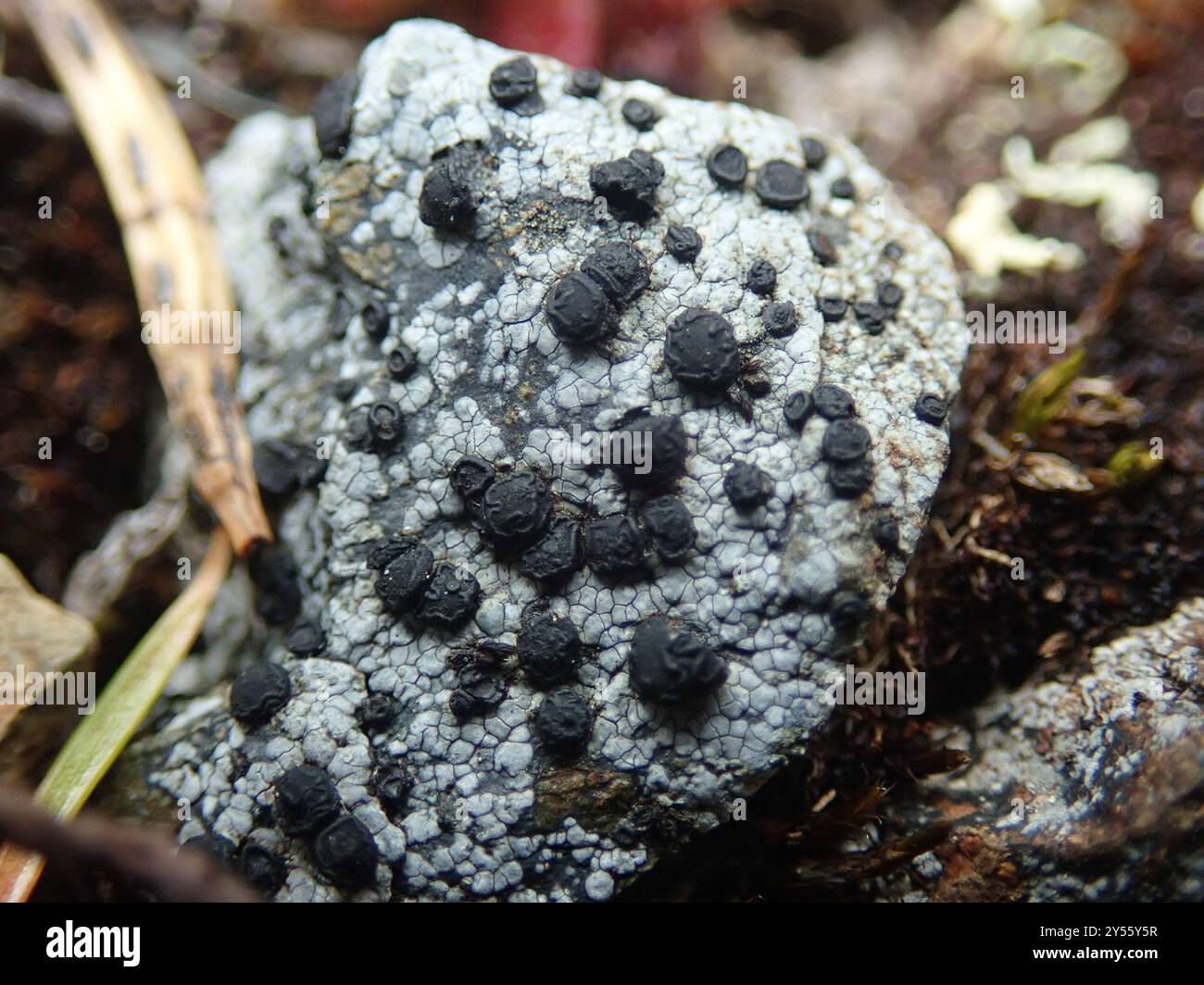 Tile Lichens (Lecidea) Fungi Stock Photo - Alamy