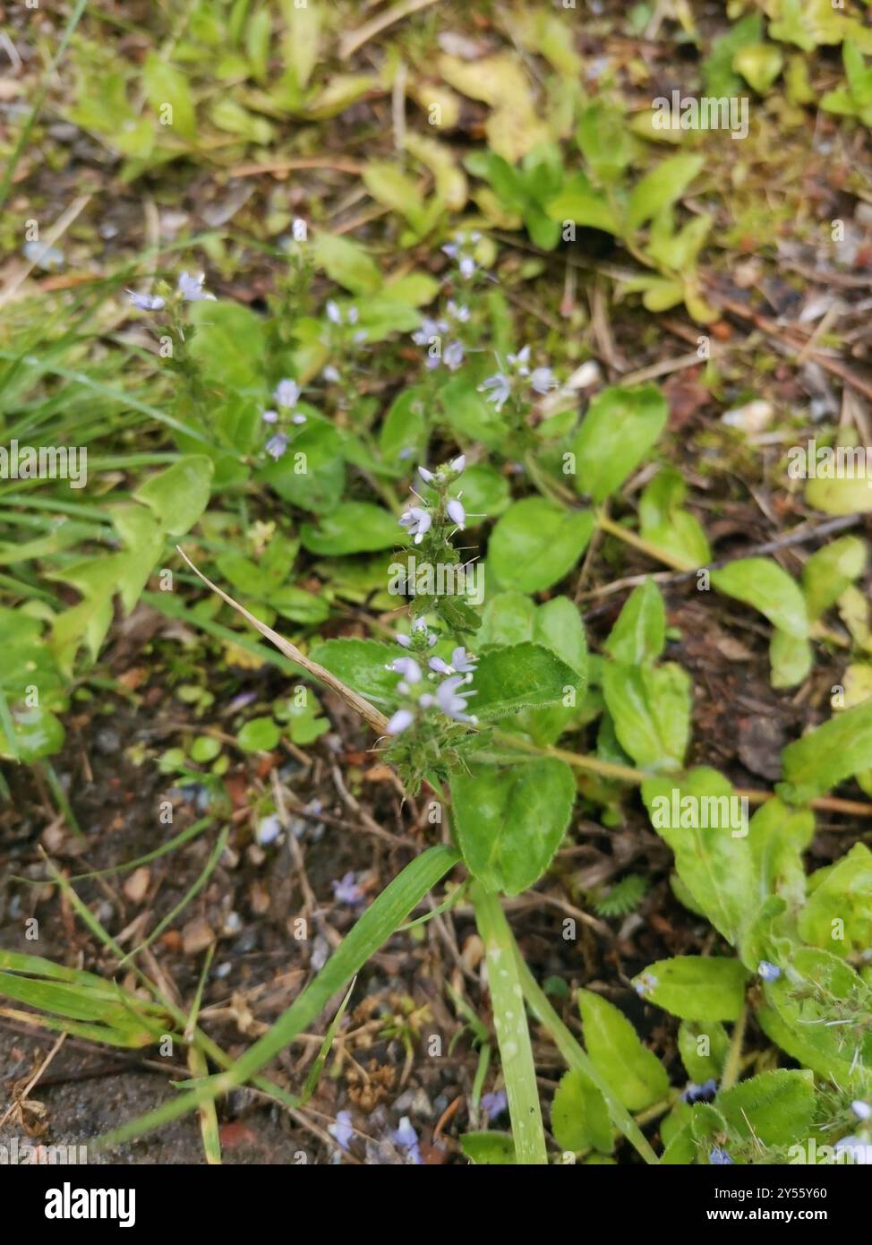 heath speedwell (Veronica officinalis) Plantae Stock Photo - Alamy