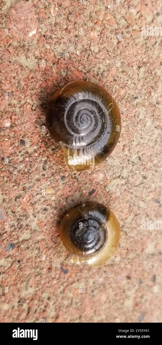 Typical Glass Snails (Oxychilus) Mollusca Stock Photo - Alamy
