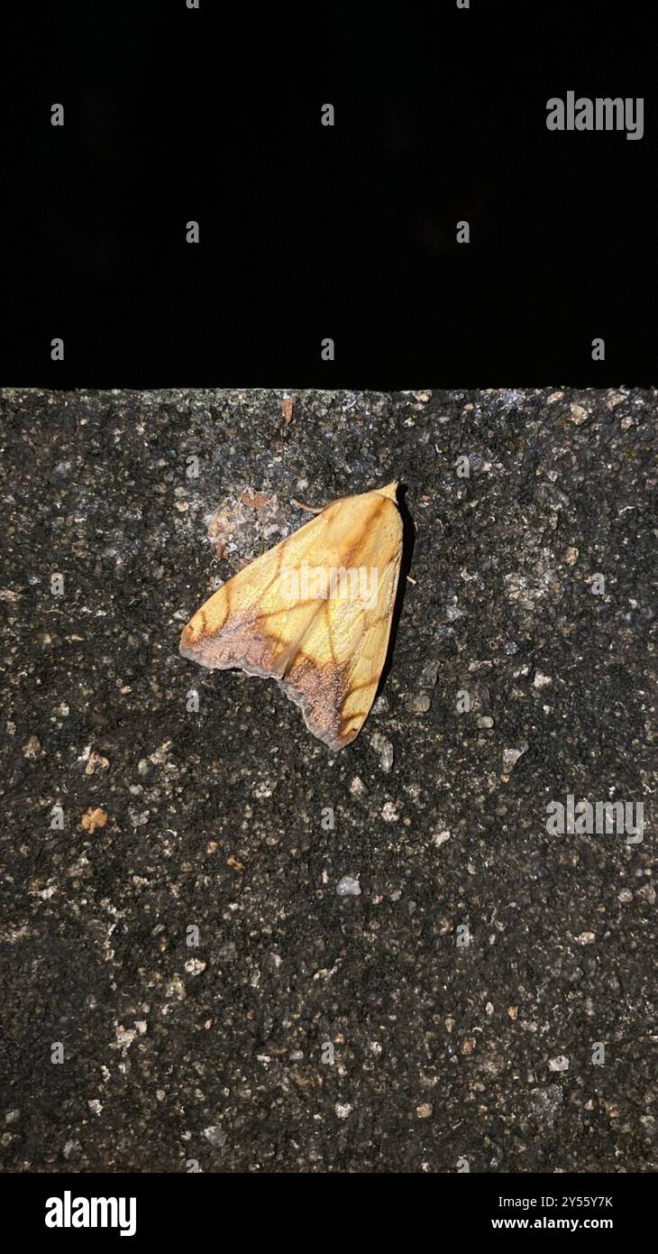 Transverse moth hi-res stock photography and images - Alamy