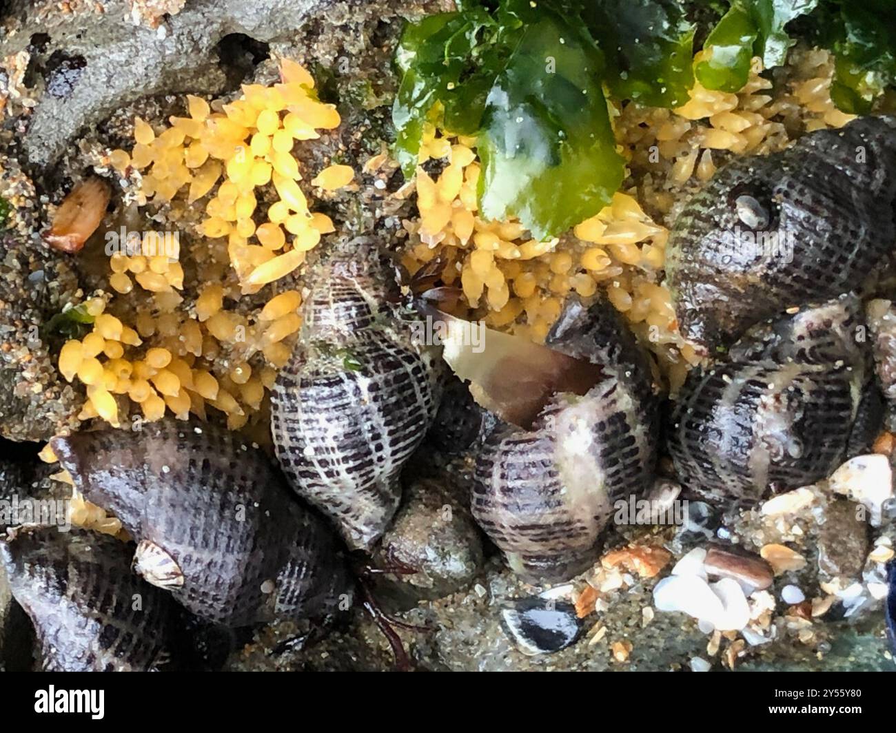Angular Unicorn (Acanthinucella spirata) Mollusca Stock Photo - Alamy