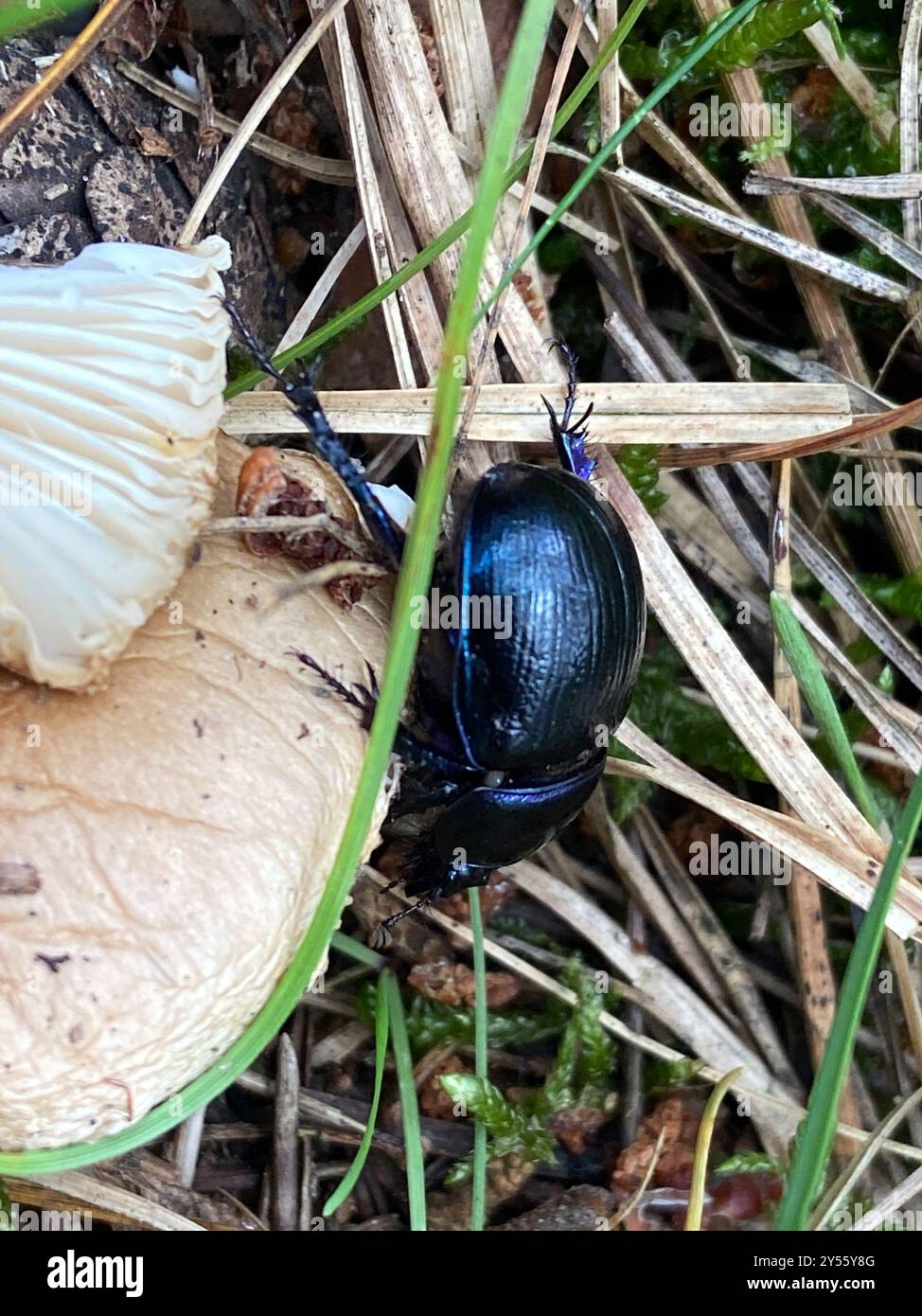Woodland Dor Beetle (Anoplotrupes stercorosus) Insecta Stock Photo - Alamy