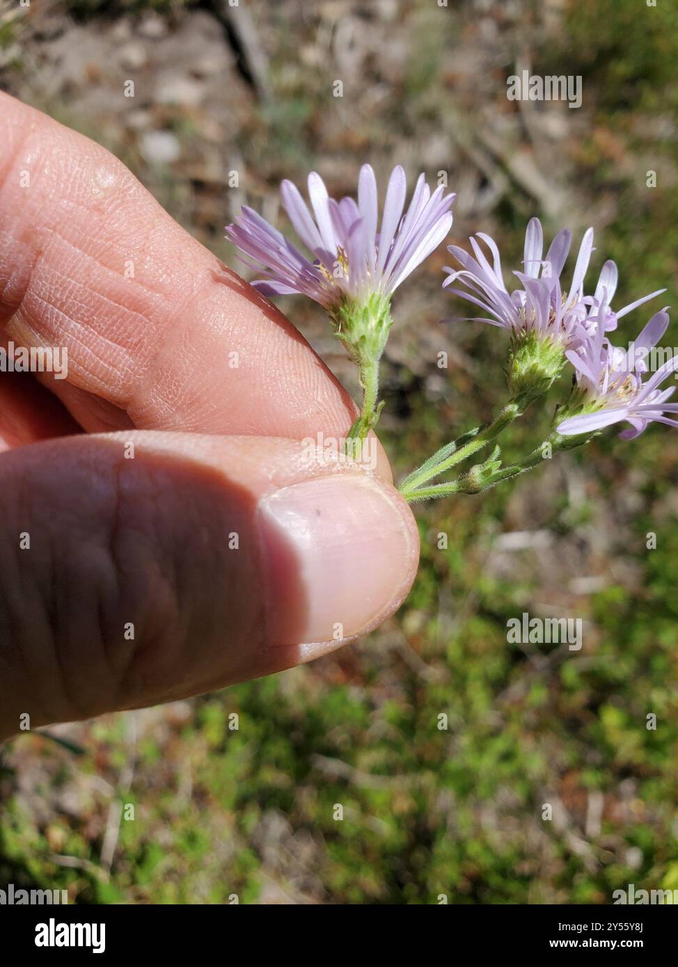 western aster (Symphyotrichum ascendens) Plantae Stock Photo - Alamy