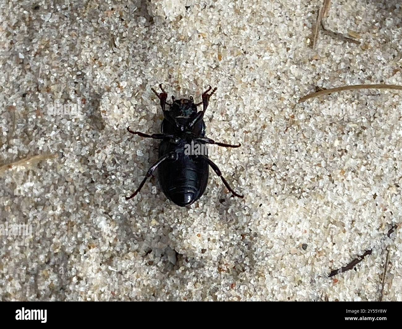 (Phylan gibbus) Insecta Stock Photo - Alamy