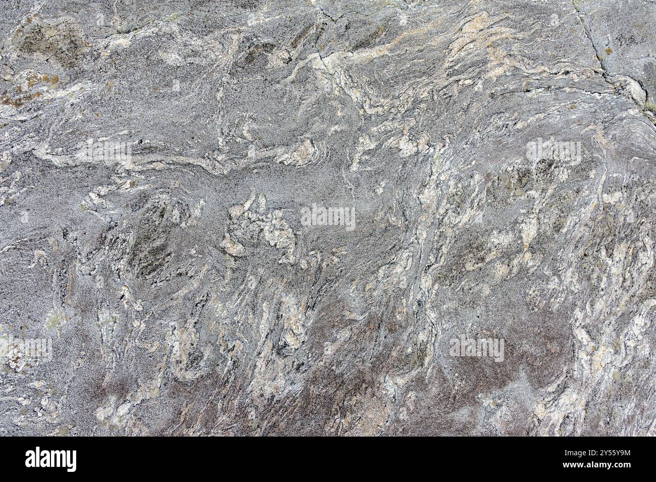 A close examination of a gray rock surface reveals intricate patterns ...