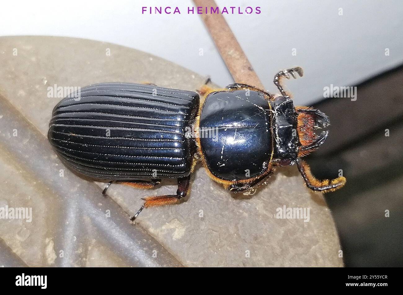 Bess Beetles (Passalidae) Insecta Stock Photo - Alamy