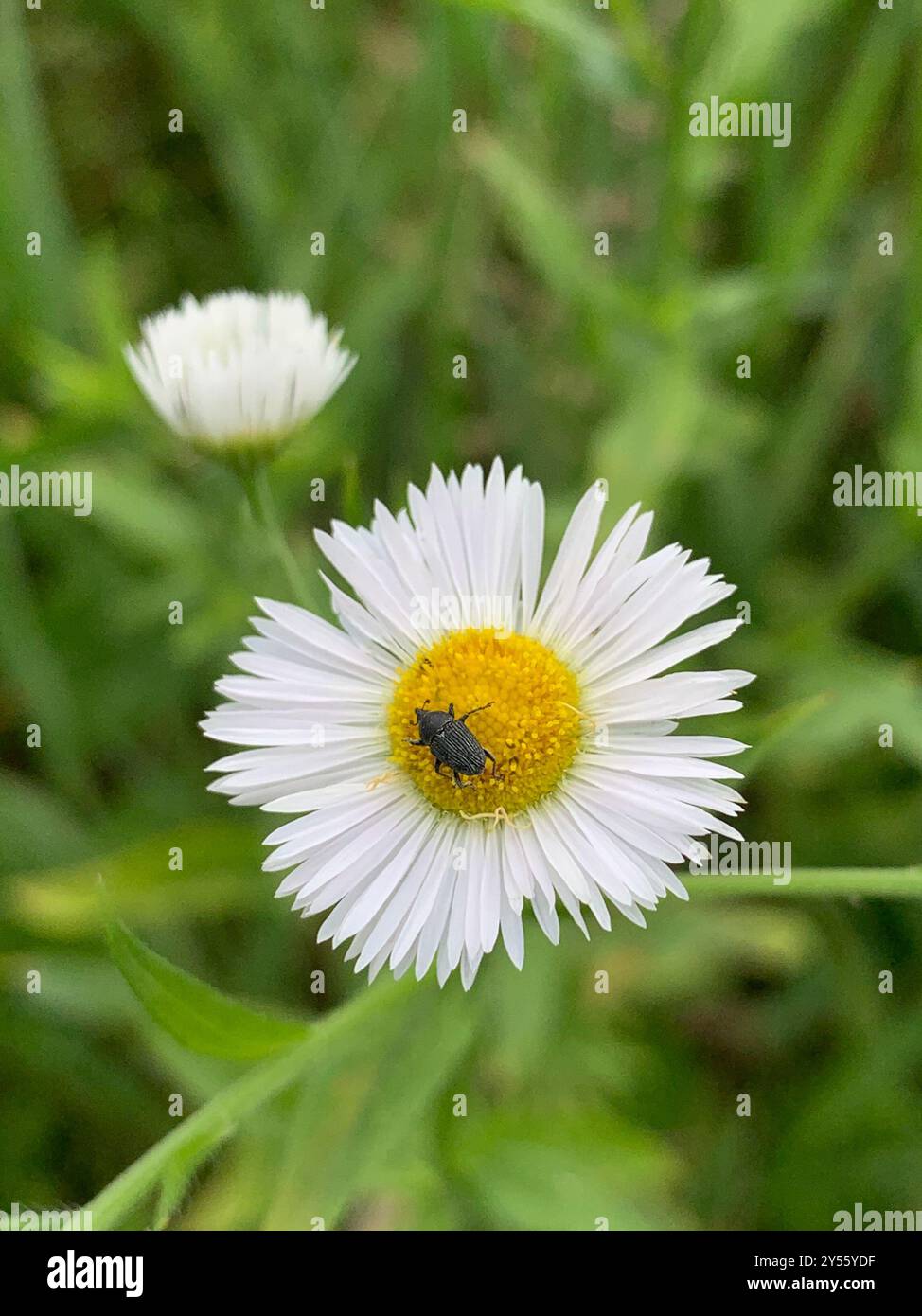 True Weevils (Curculionidae) Insecta Stock Photo - Alamy