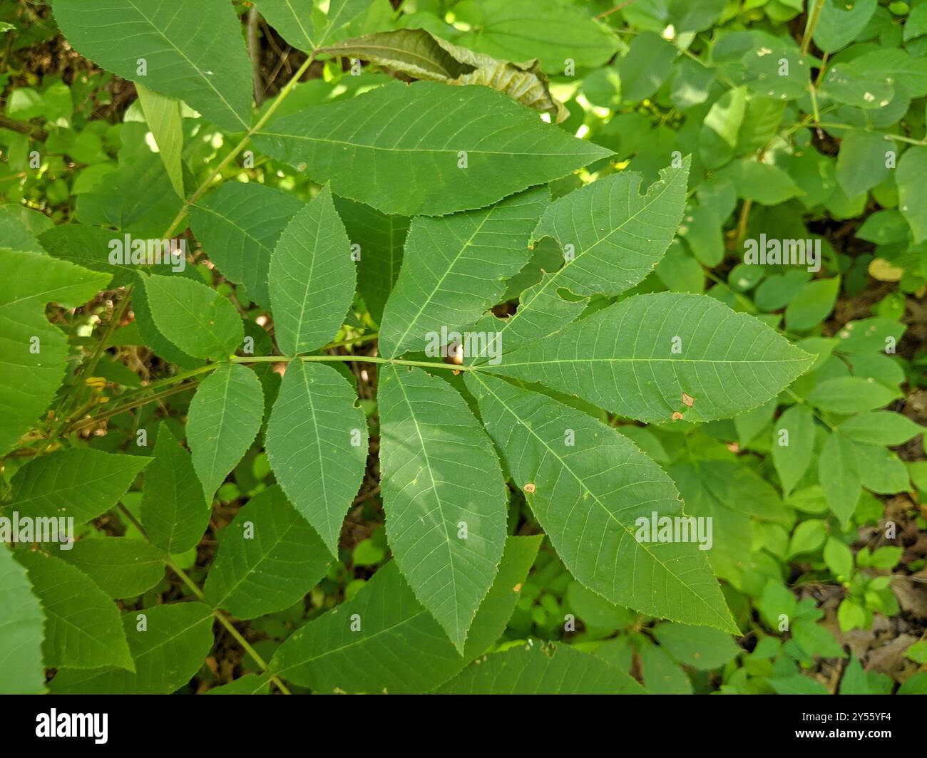 bitternut hickory (Carya cordiformis) Plantae Stock Photo - Alamy