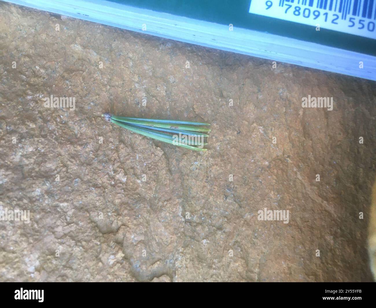 foxtail pine (Pinus balfouriana) Plantae Stock Photo - Alamy