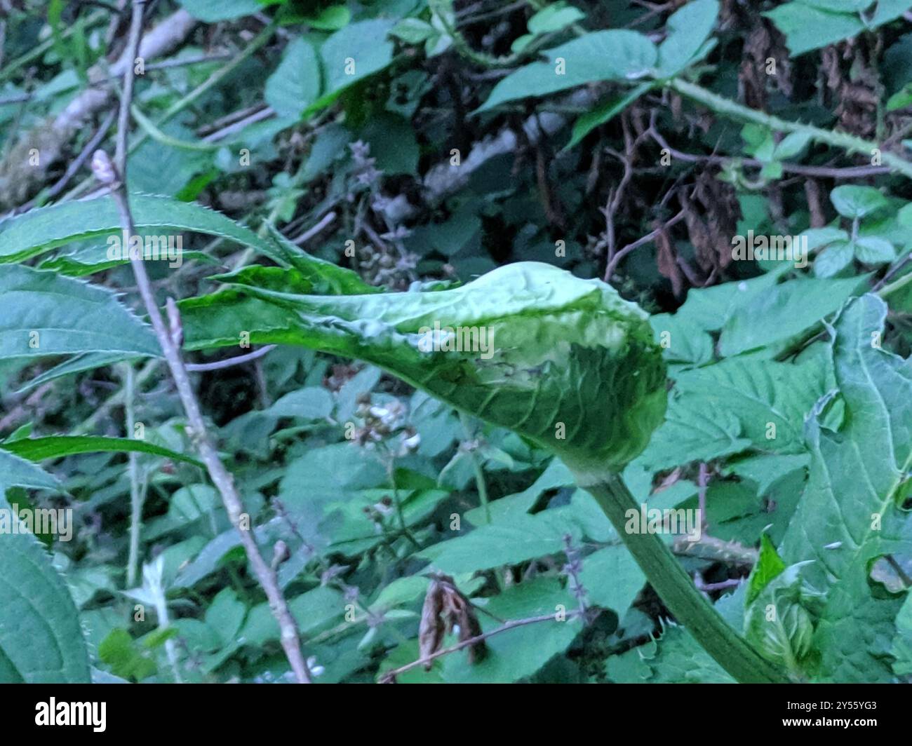 Cabbage Thistle (Cirsium oleraceum) Plantae Stock Photo - Alamy