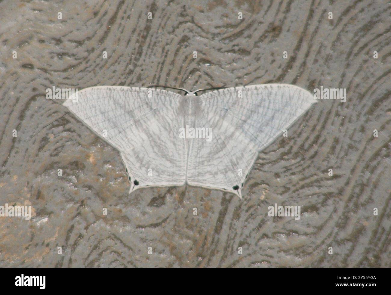 Grey Swallowtail Moth (Micronia aculeata) Insecta Stock Photo - Alamy
