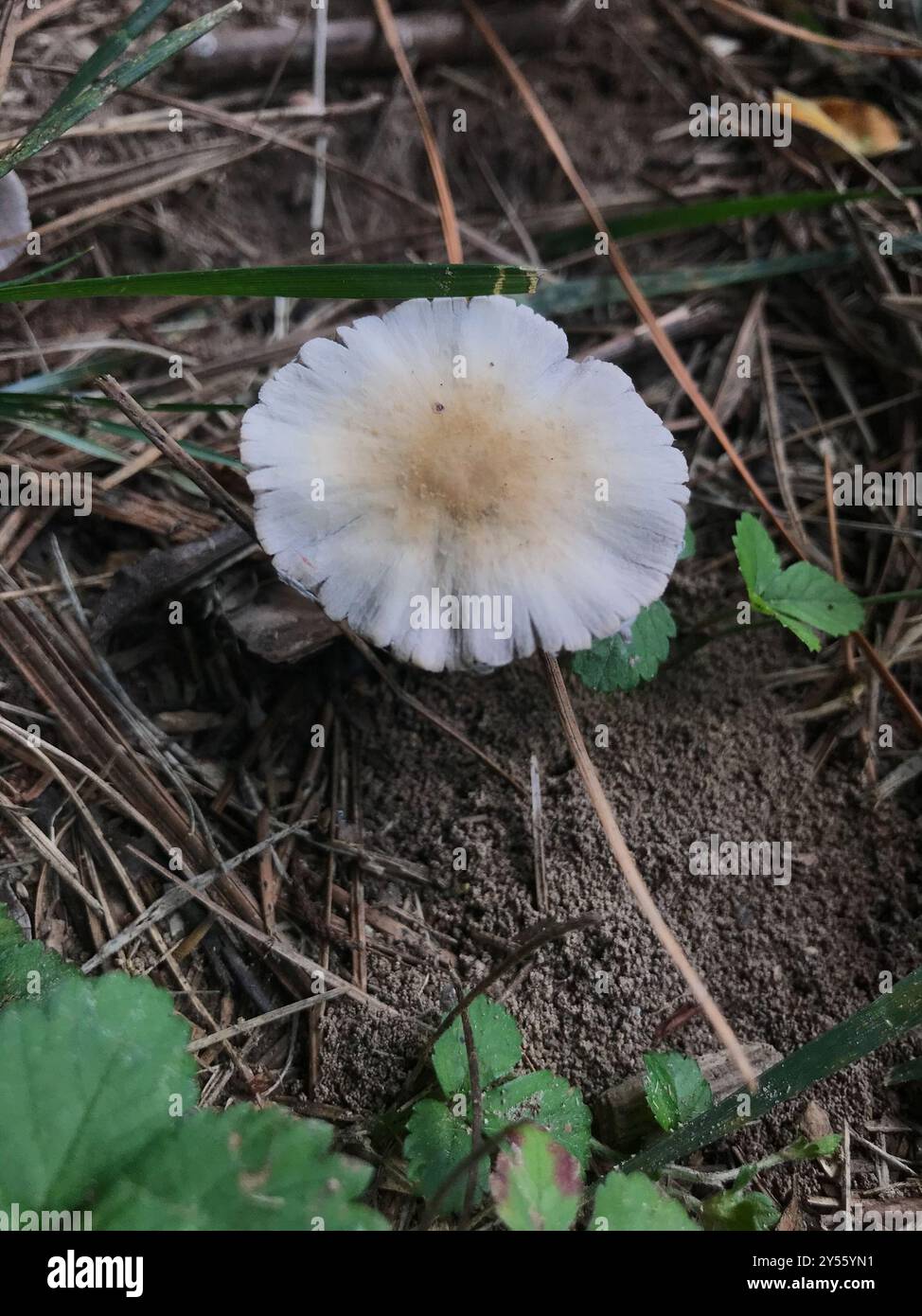Common Funnel (Infundibulicybe gibba) Fungi Stock Photo - Alamy