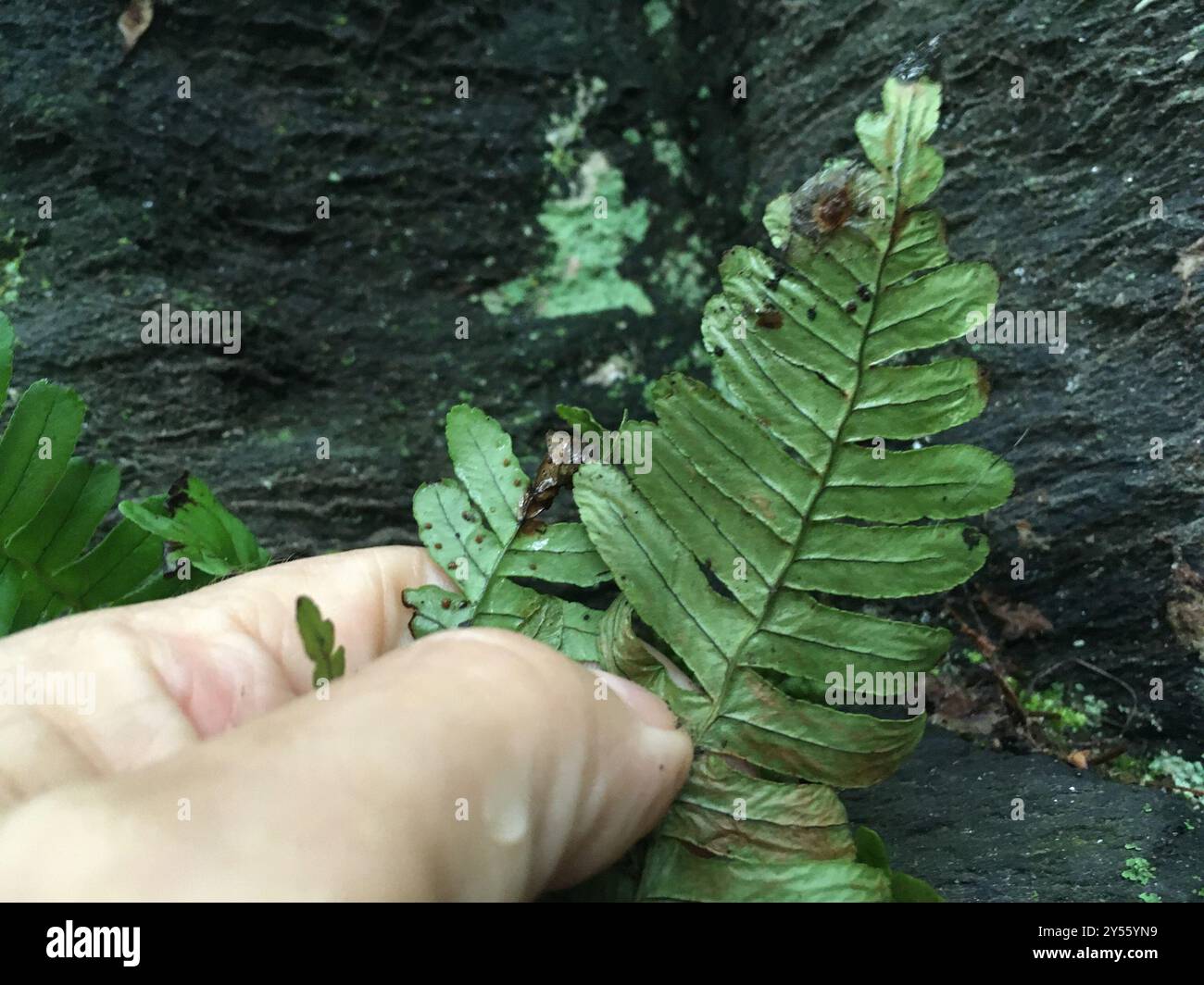 rock polypody (Polypodium virginianum) Plantae Stock Photo - Alamy
