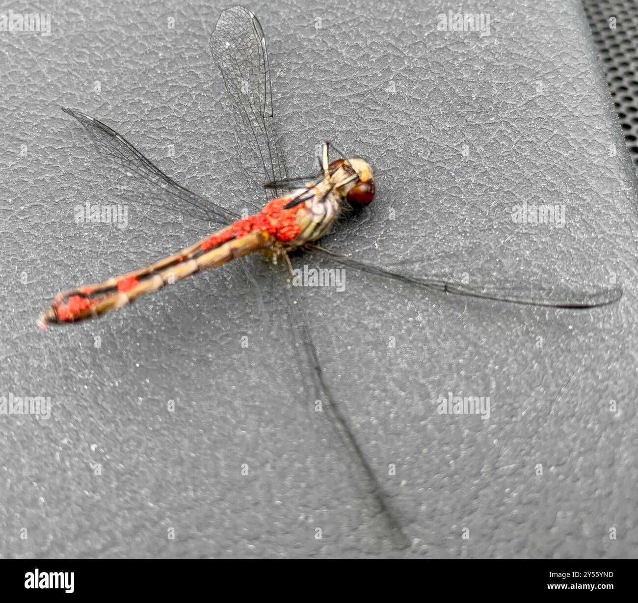 Water Mites (Hydrachnidia) Arachnida Stock Photo - Alamy