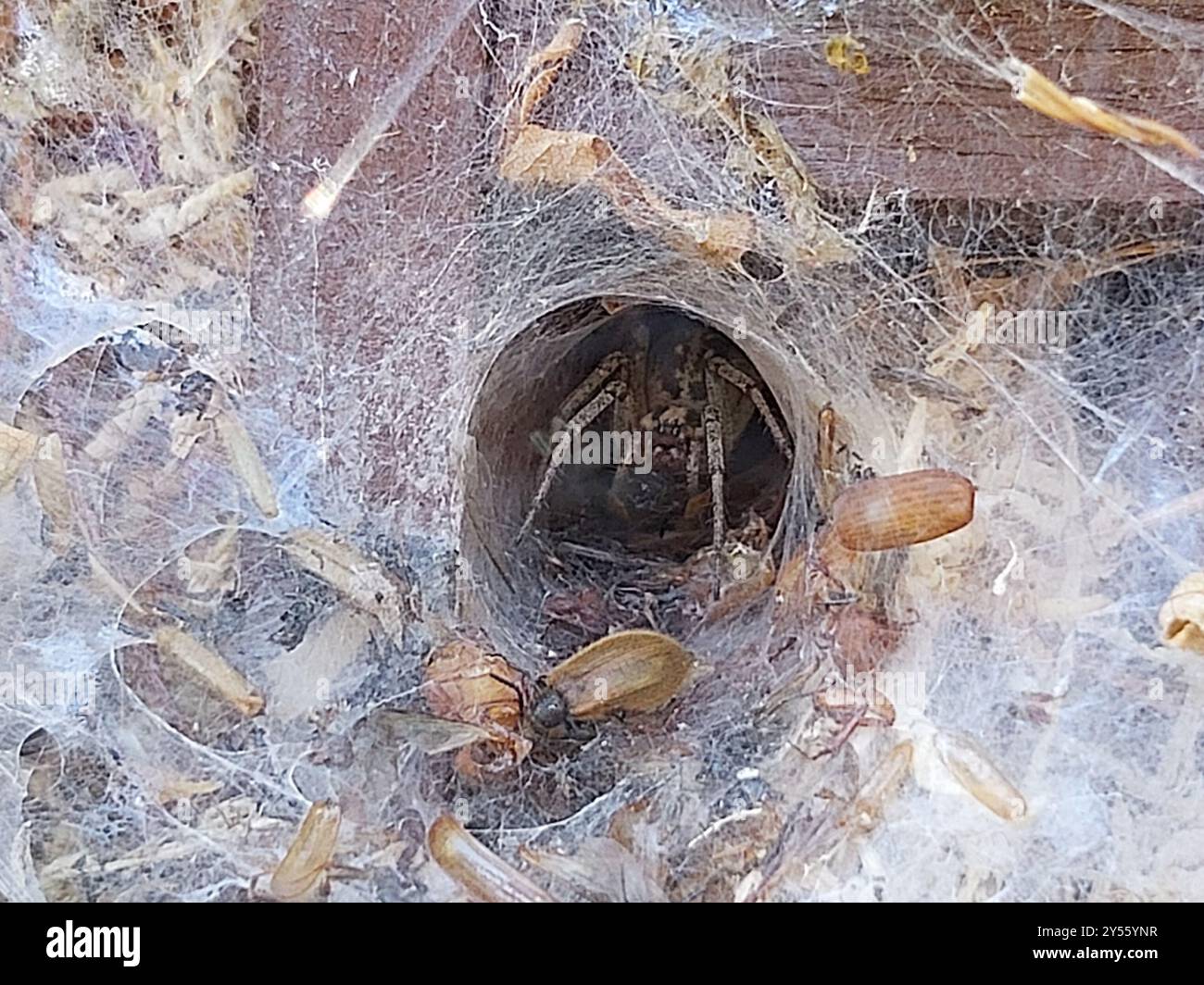 Labyrinth spider (Agelena labyrinthica) Arachnida Stock Photo - Alamy