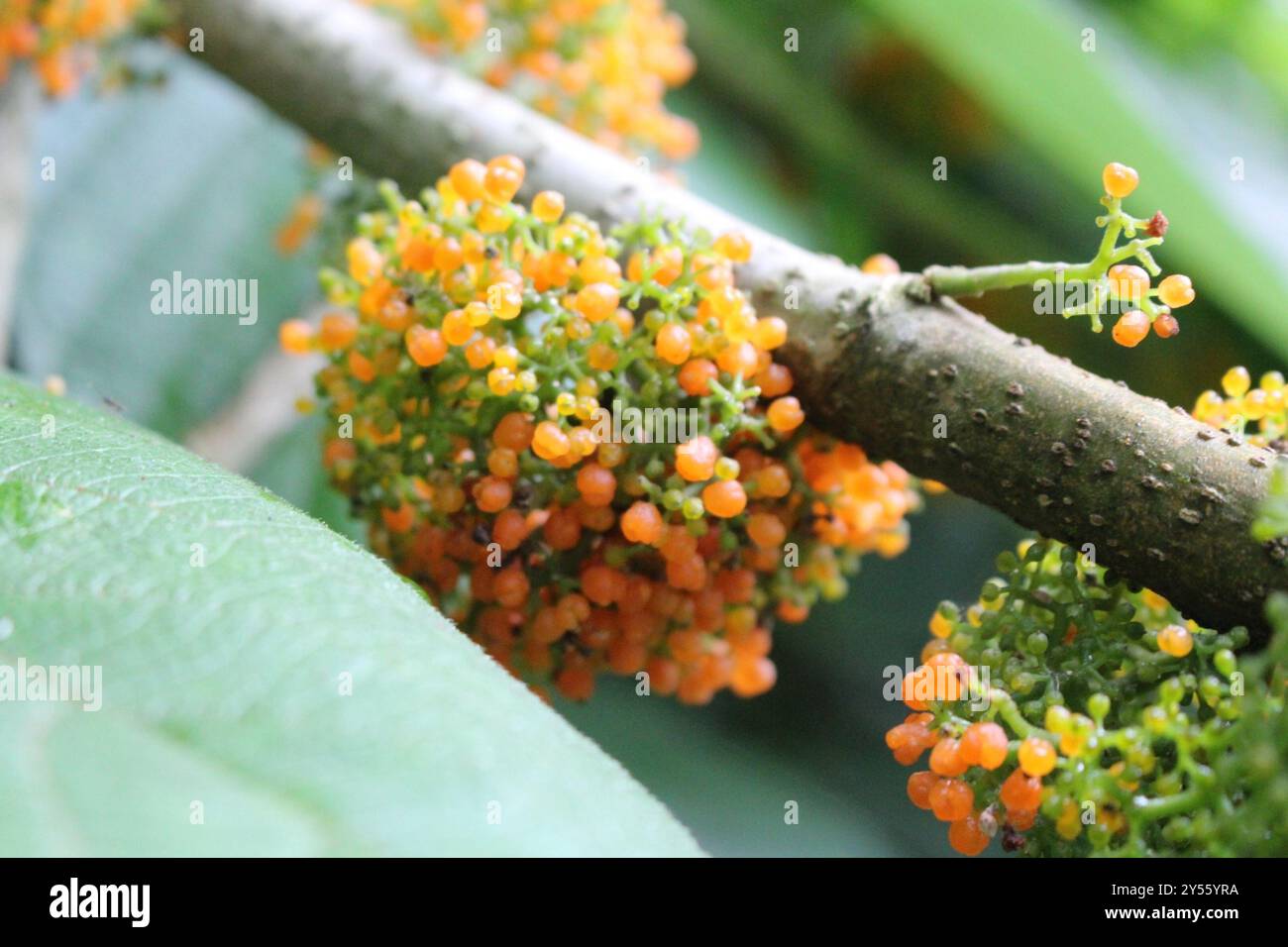 flameberry (Urera caracasana) Plantae Stock Photo - Alamy