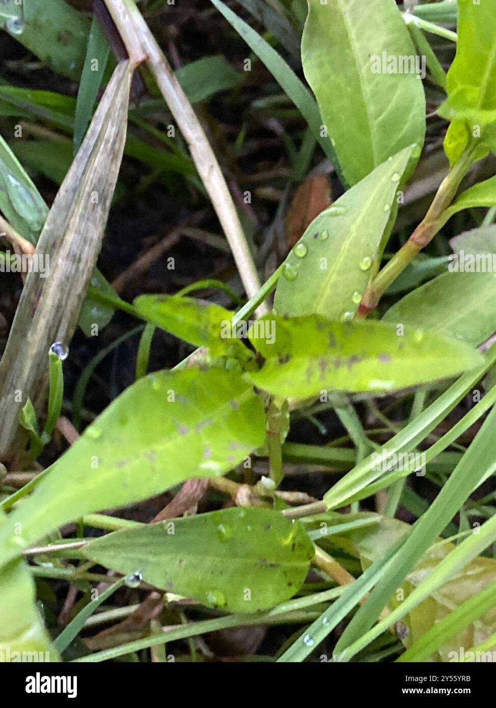 waterpepper (Persicaria hydropiper) Plantae Stock Photo - Alamy