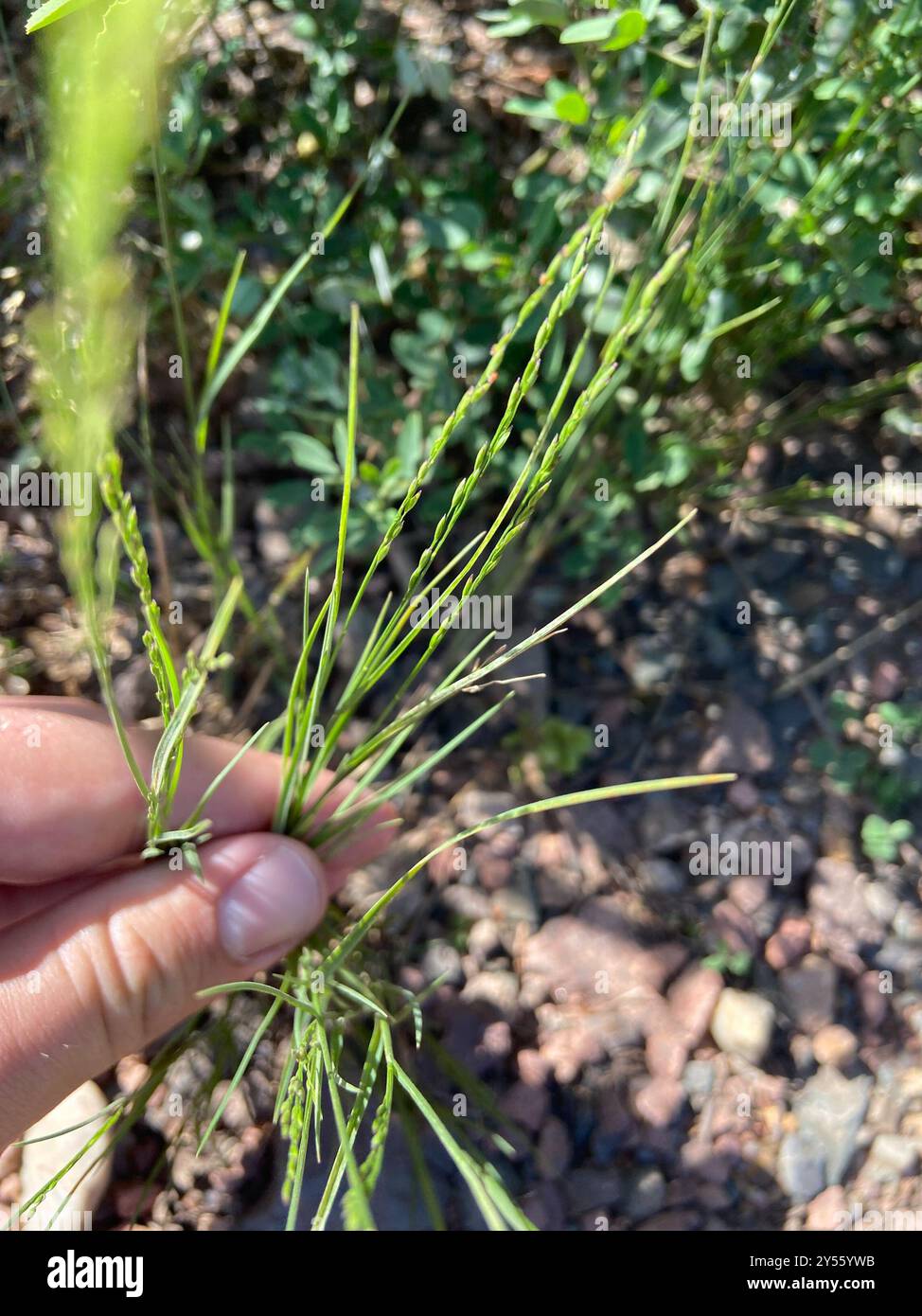grasses (Poaceae) Plantae Stock Photo - Alamy