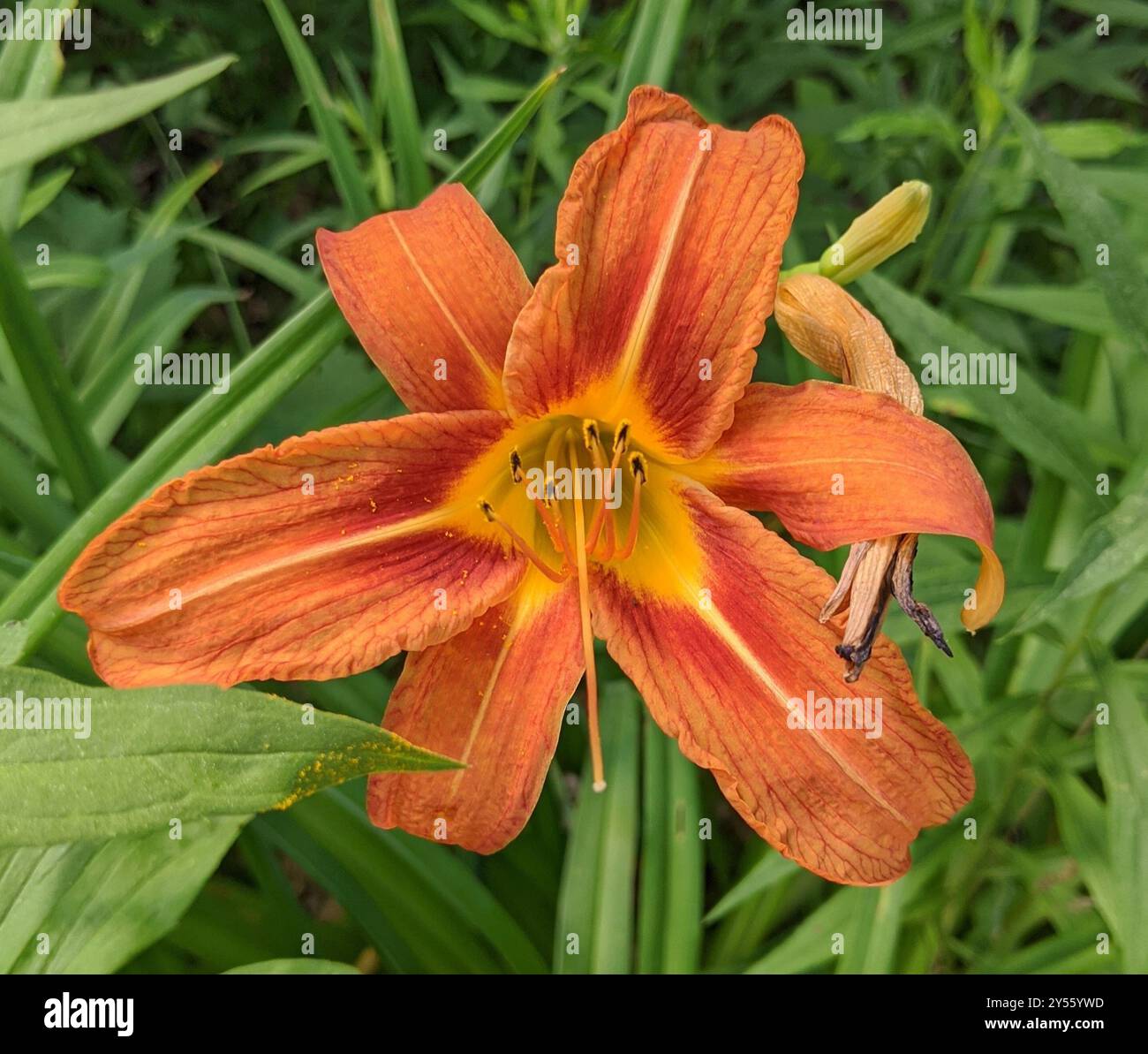 orange day-lily (Hemerocallis fulva) Plantae Stock Photo - Alamy