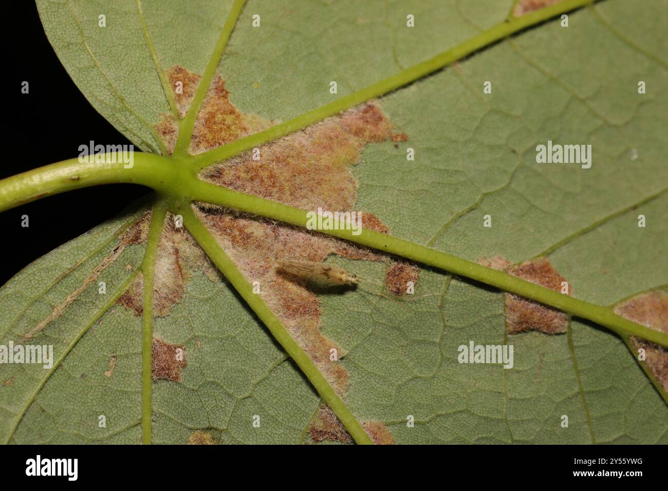 Sycamore Felt Gall Mite (Aceria pseudoplatani) Arachnida Stock Photo ...