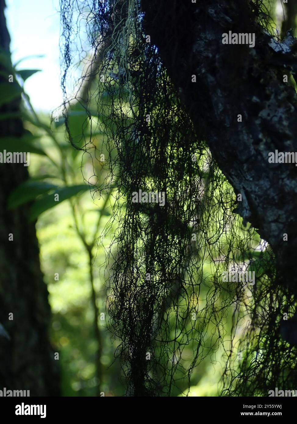 Horsehair Lichens (Bryoria) Fungi Stock Photo - Alamy
