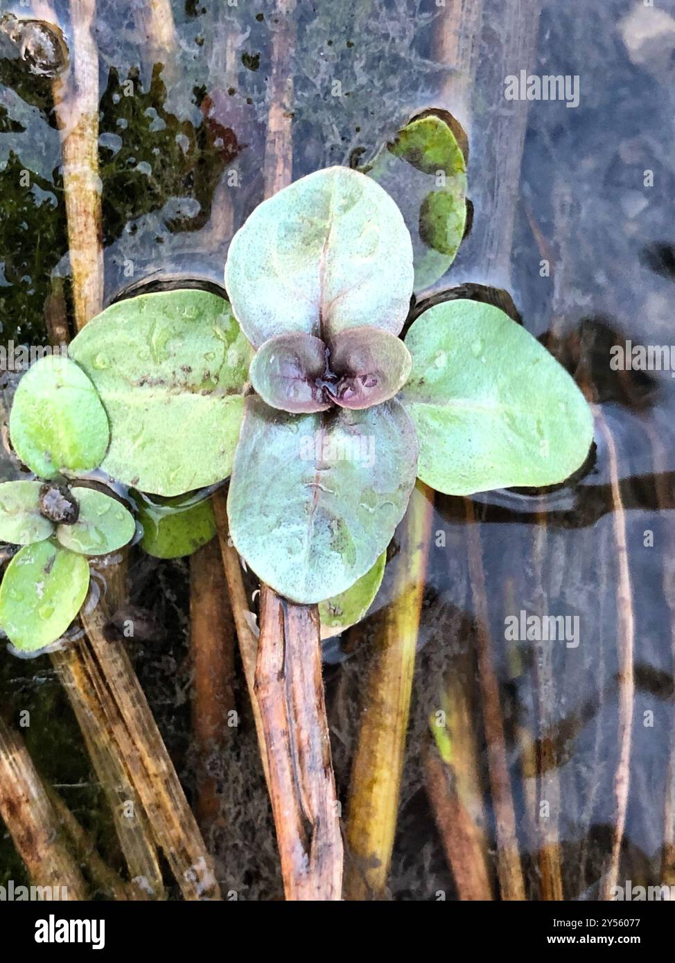 Blue Water-Speedwell Complex (Veronica anagallis-aquatica) Plantae ...