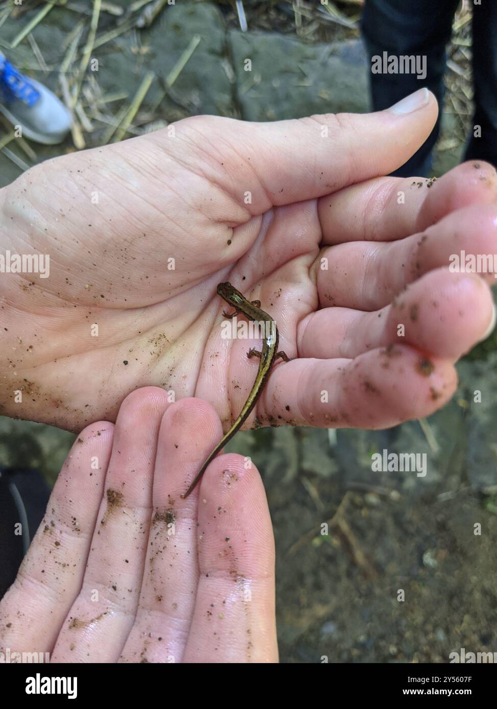 Northern Two-lined Salamander (Eurycea bislineata) Amphibia Stock Photo ...