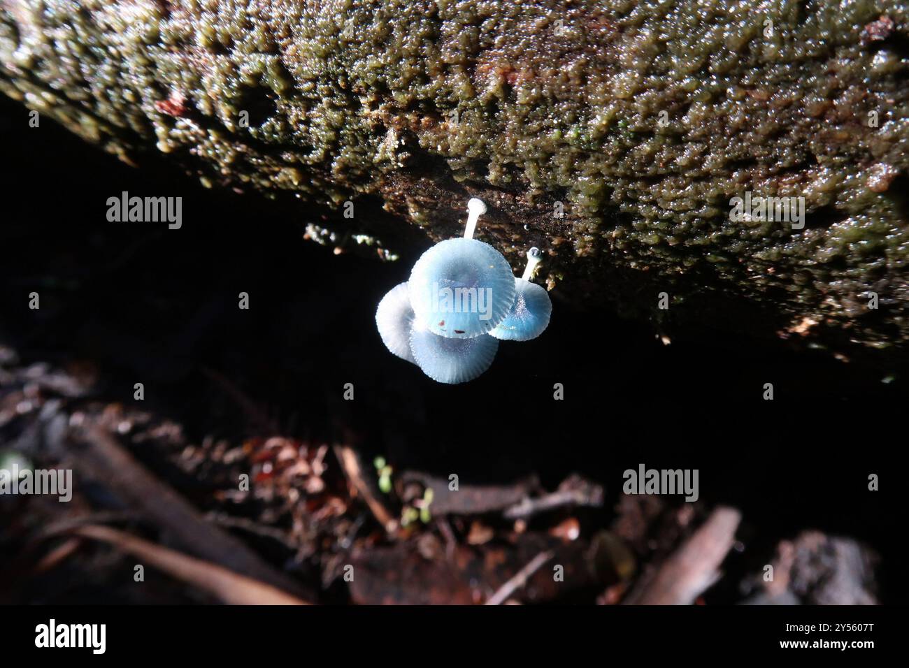 Pixie's Parasol (Mycena interrupta) Fungi Stock Photo - Alamy