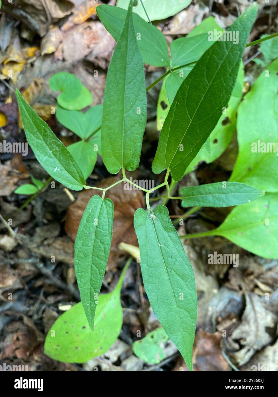 Virginia snakeroot (Aristolochia serpentaria) Plantae Stock Photo - Alamy