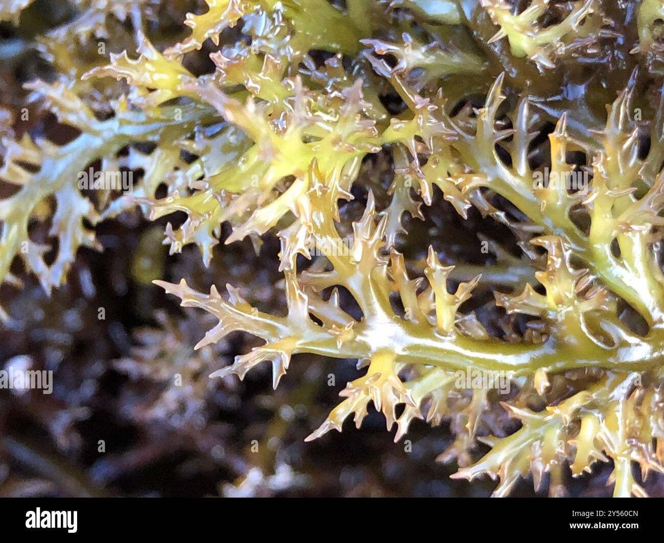 Lawn alga (Chondracanthus canaliculatus) Plantae Stock Photo - Alamy