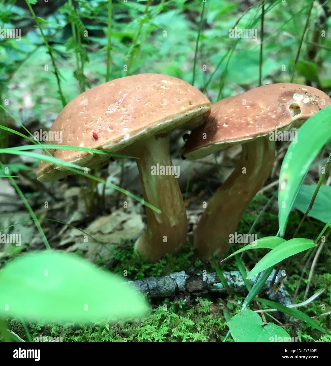 boletes (Boletaceae) Fungi Stock Photo - Alamy