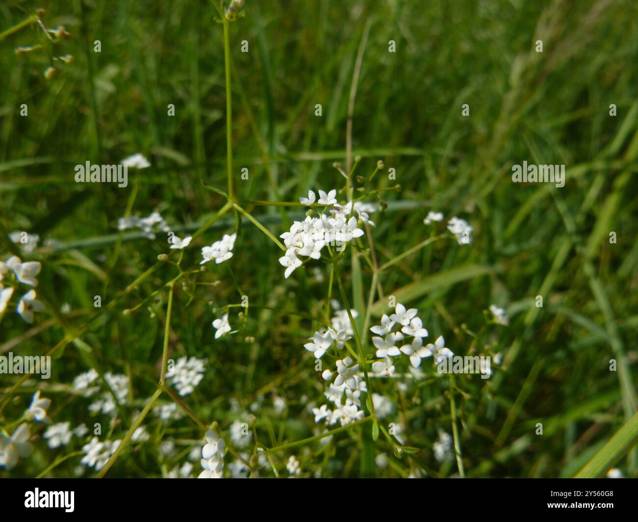 Common Marsh-bedstraw (Galium palustre) Plantae Stock Photo - Alamy