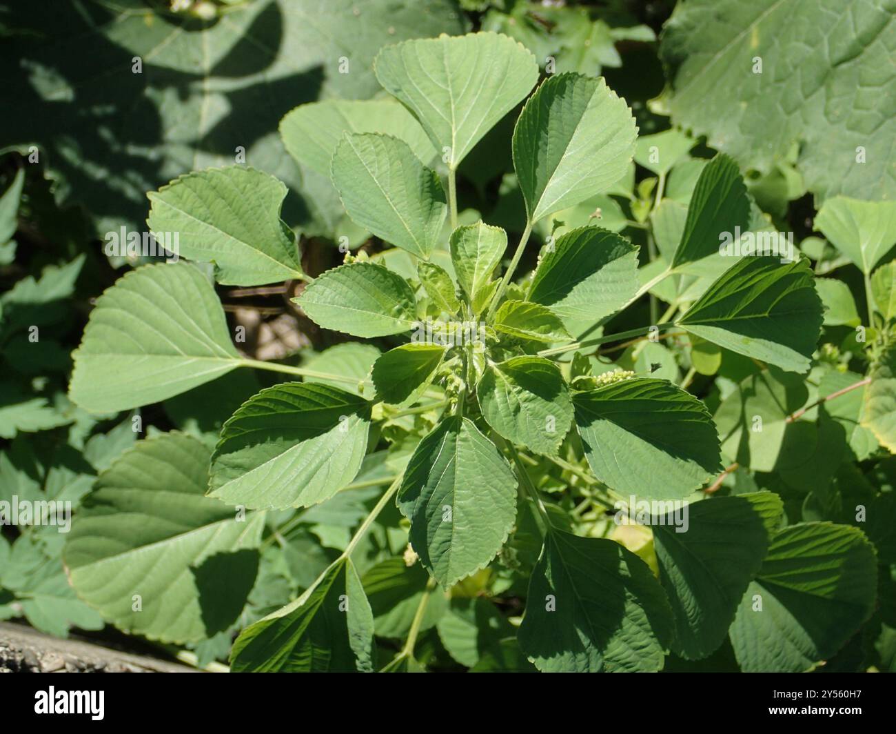 Indian Acalypha (Acalypha indica) Plantae Stock Photo - Alamy