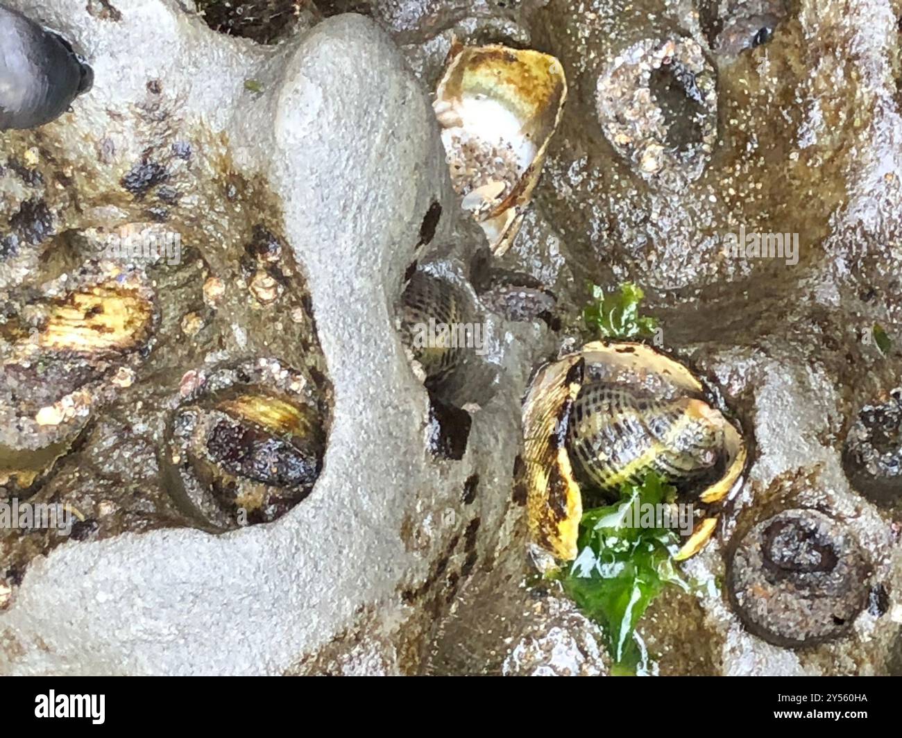 Piddocks and Angelwings (Pholadidae) Mollusca Stock Photo - Alamy