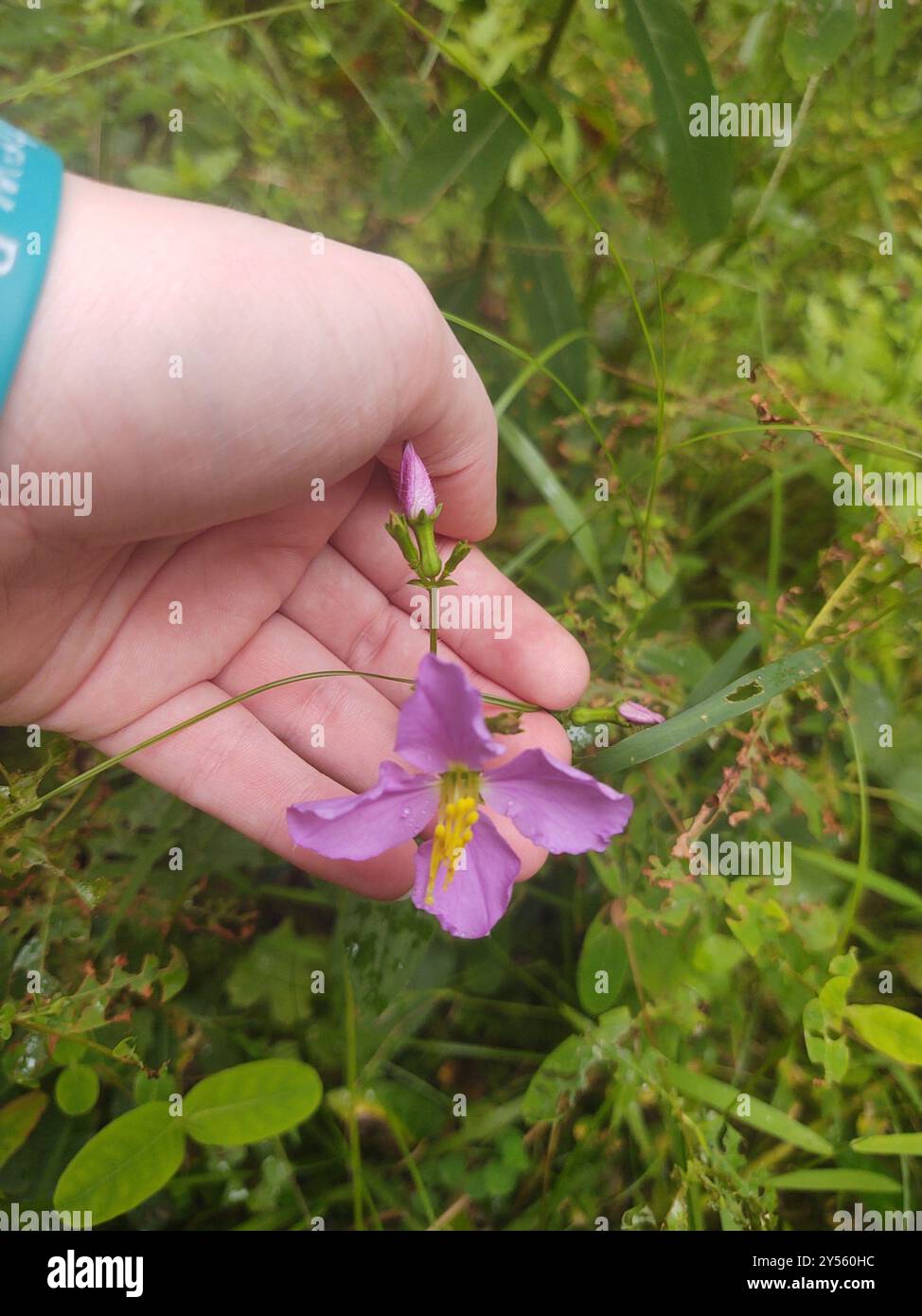Maid Marian (Rhexia nashii) Plantae Stock Photo - Alamy