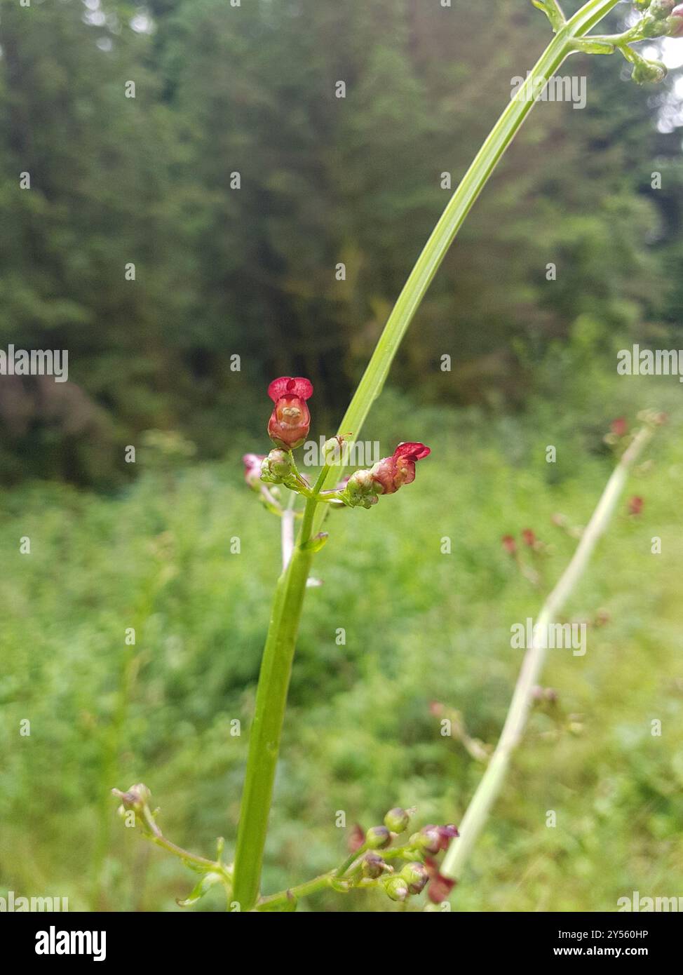 Water Figwort (Scrophularia auriculata) Plantae Stock Photo - Alamy
