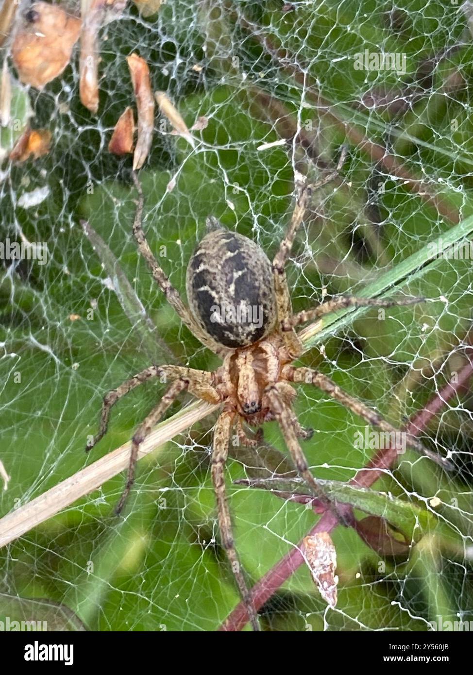 Labyrinth spider (Agelena labyrinthica) Arachnida Stock Photo - Alamy