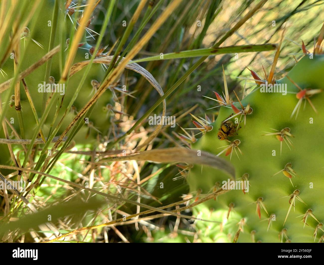 Apache Jumping Spider (Phidippus apacheanus) Arachnida Stock Photo - Alamy