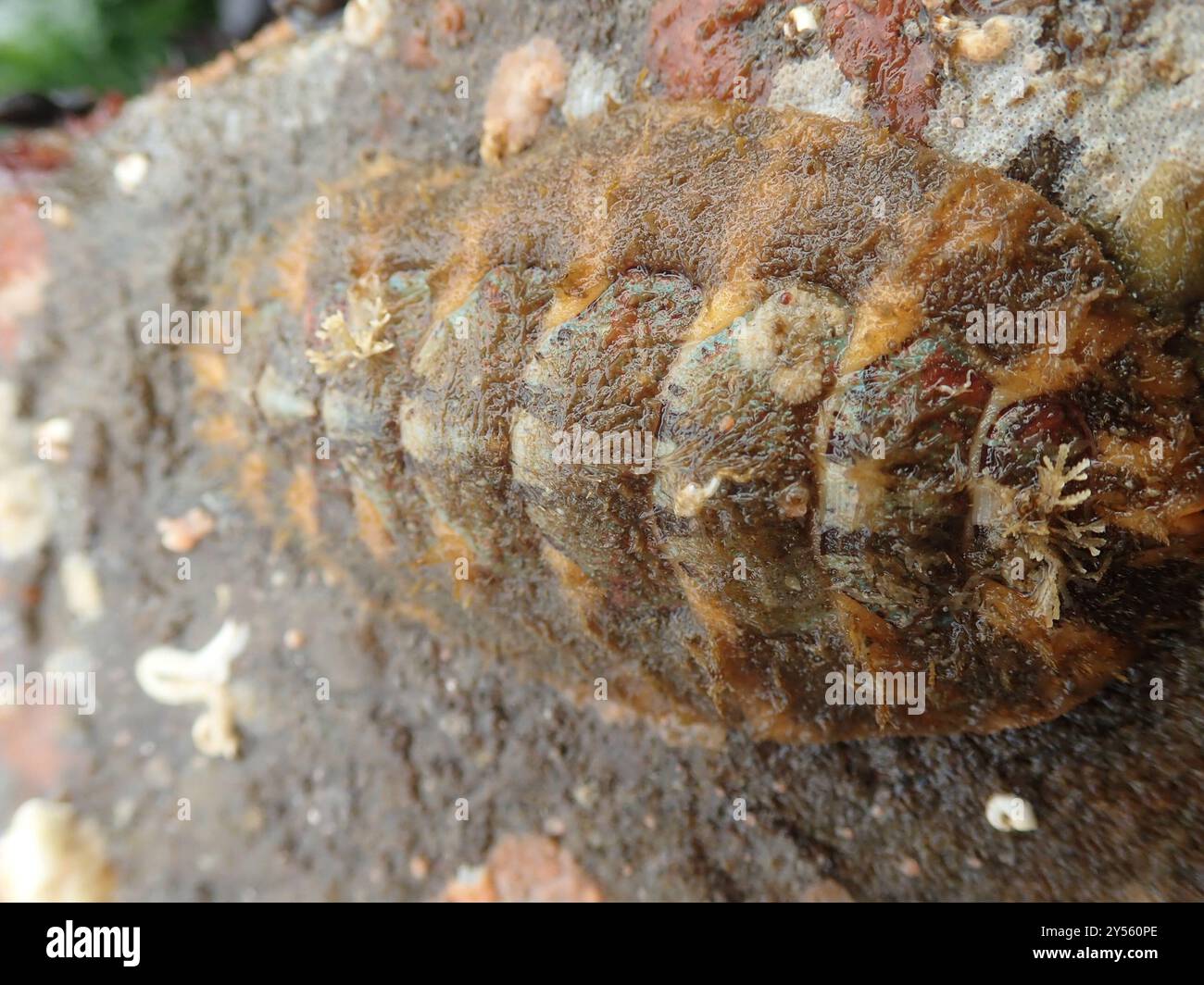 Red-Flecked Mopalia (Mopalia spectabilis) Mollusca Stock Photo - Alamy