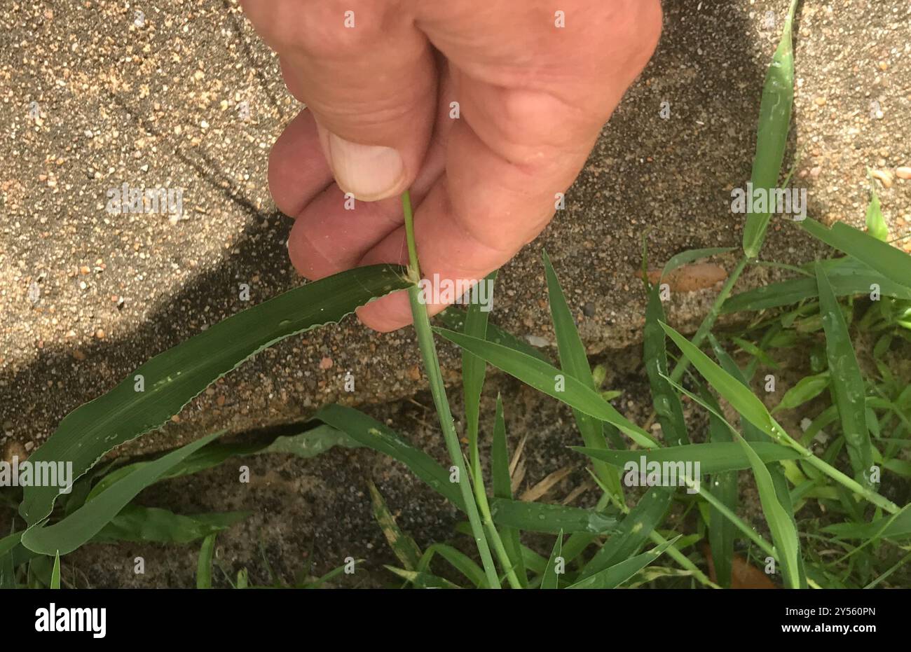 Tropical Finger-grass (Digitaria ciliaris) Plantae Stock Photo - Alamy