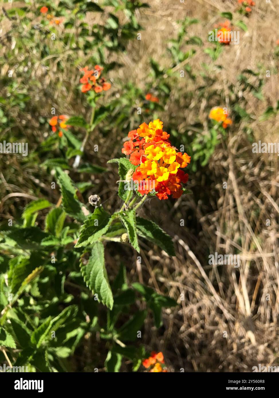 Texas lantana (Lantana urticoides) Plantae Stock Photo - Alamy